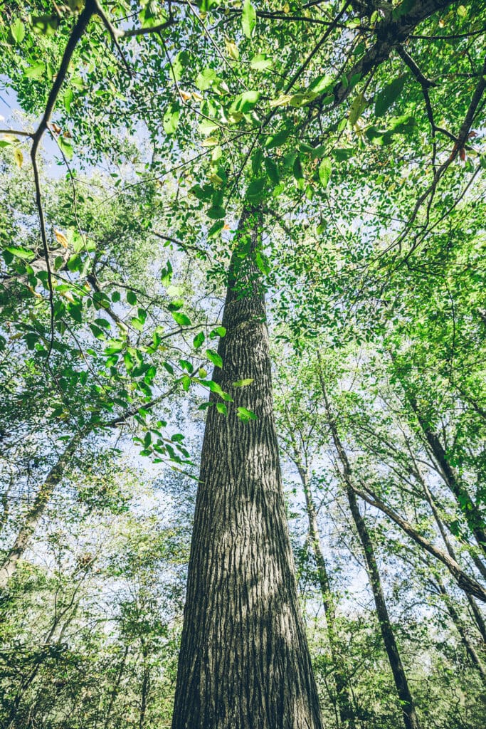 ACR 801 - Mixed Upland Forests of the Ozark & Ouachita Mountains
