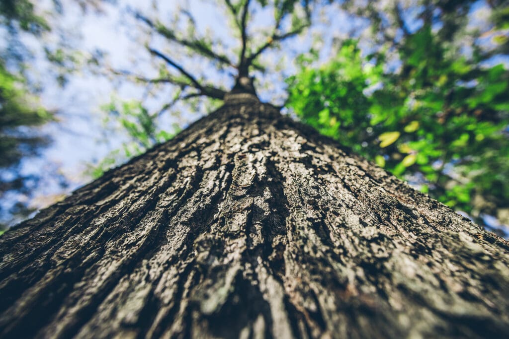 ACR 801 - Mixed Upland Forests of the Ozark & Ouachita Mountains