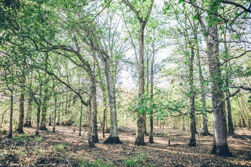 ACR 801 - Mixed Upland Forests of the Ozark & Ouachita Mountains
