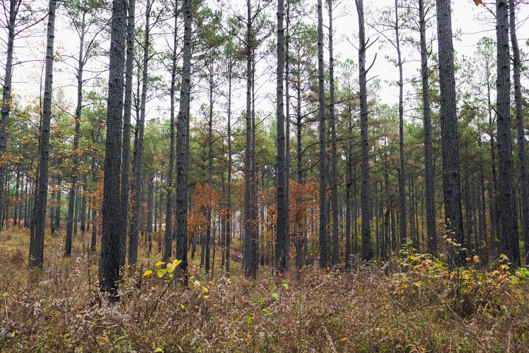 Forest Carbon Projects | NativState