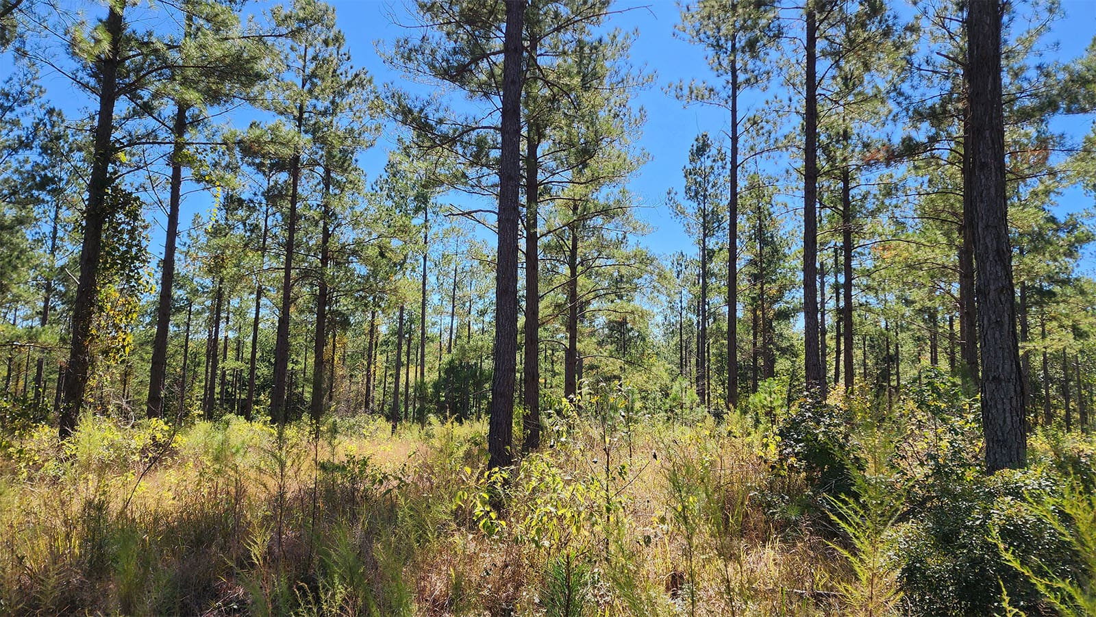 U.S. Nature-Based Forest Carbon Development - NativState