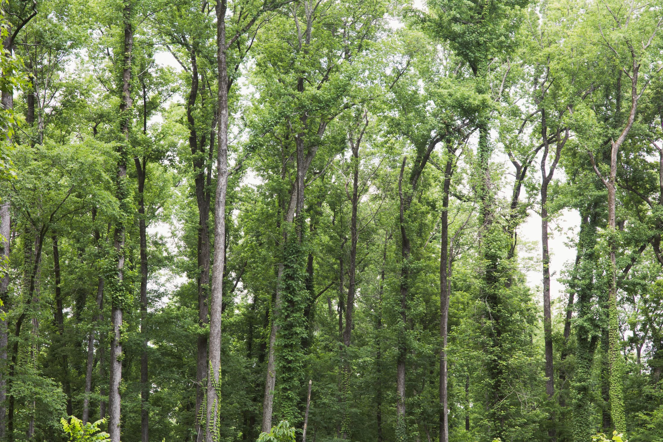 NativState Forest Restoration Program - Grow a Forest